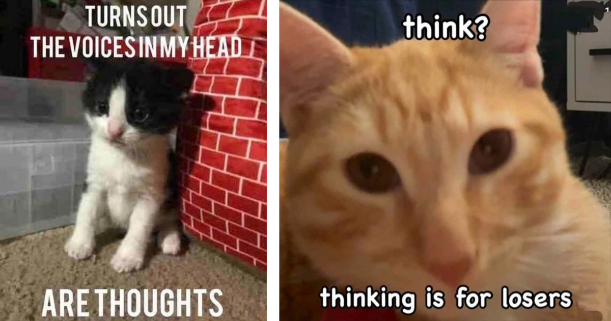 21 Introspective Cat Memes for Feline Fans Who Still Haven’t Adopted ...