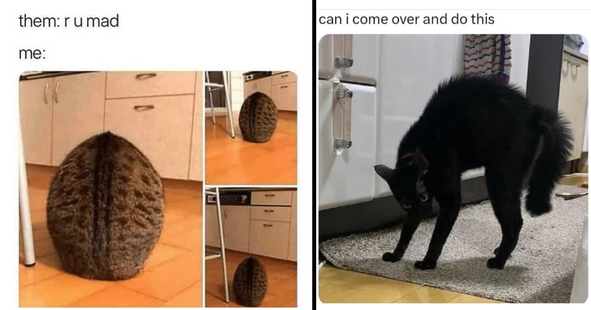 Funniest Cat Memes for Feline Fanatics (November 13, 2024) - Memebase ...