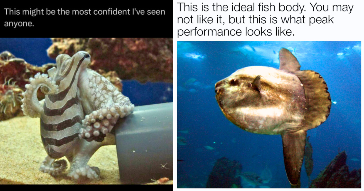 22 Underwater Animal Memes Swimming From Across the Seven Seas to Have ...