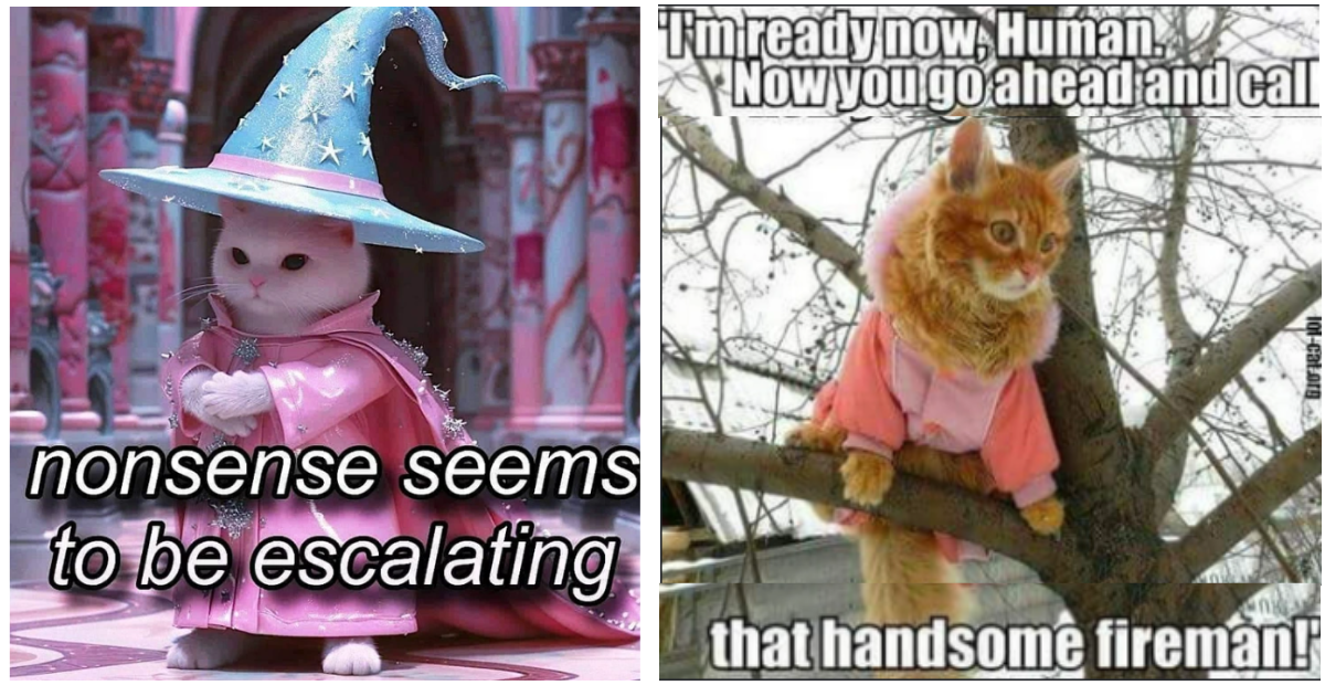 22 Memes and Photos Featuring Fickle Foolish Felines Frying up Fresh ...