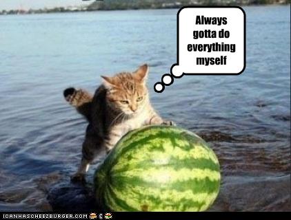 Angry Watermelon Cat