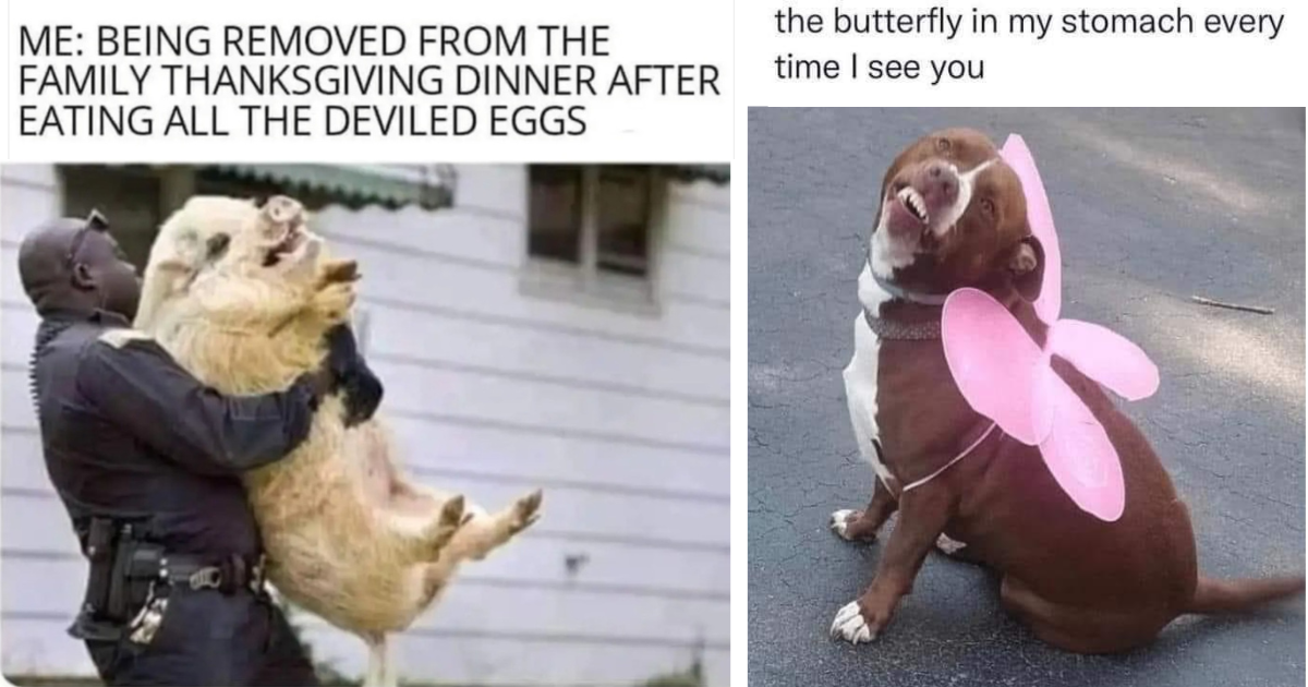 26 Memes to Start Monday With a Hilarious Hoot and Howl From the ...