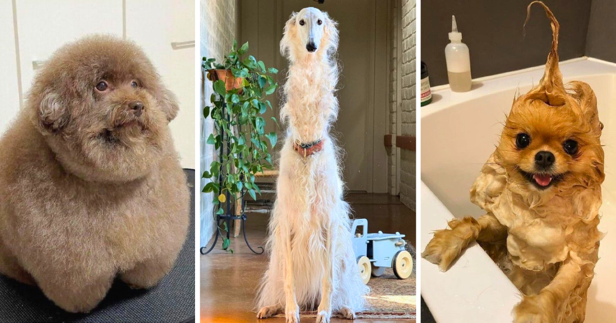 21 Fluffy Funny Doggos That Spread Hound Howls of Hilarity All Over ...