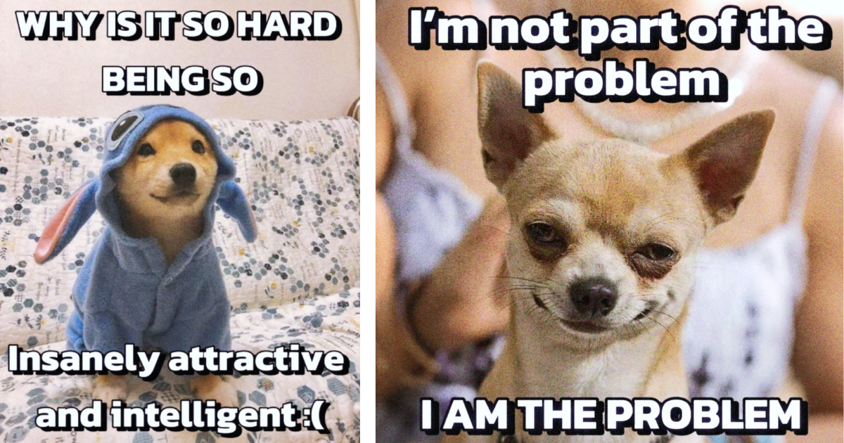 23 Dominant Dog Memes Daring to Help You Get Your Canine Confidence Up ...
