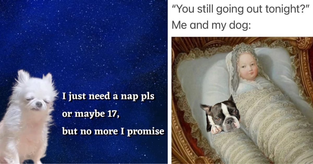 21 Doggo Memes For Drowsy Dog Pawrents Who Have a Hard Time Waking Up ...