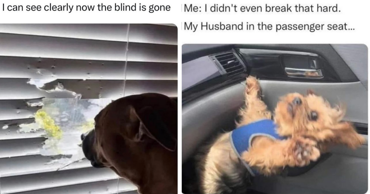 20+ Perfect Pairings of Pupper Memes and Pawsitivity to Shake Your Tail Like a Polaroid Picture ...