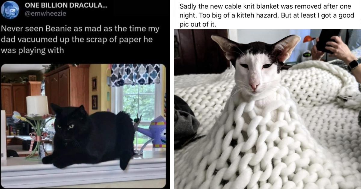 27 Purrfect Monday Meowing Memes for People Who'd Rather Be Home in a ...