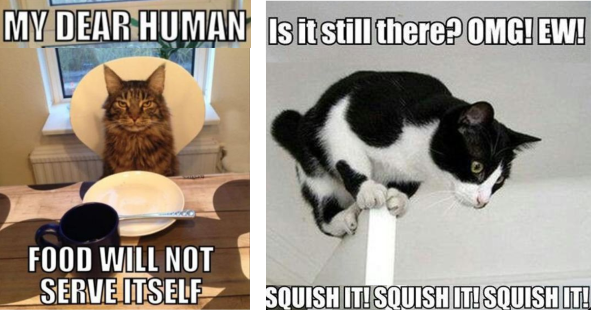25 Memes Dedicated to Domesticated Cats and Their Pawssible Plan to ...
