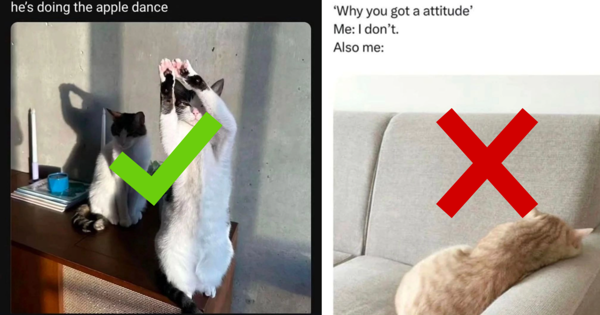 Correct Your Cattitude: 24 Feline Funnies to Help You Put Your Best Paw ...