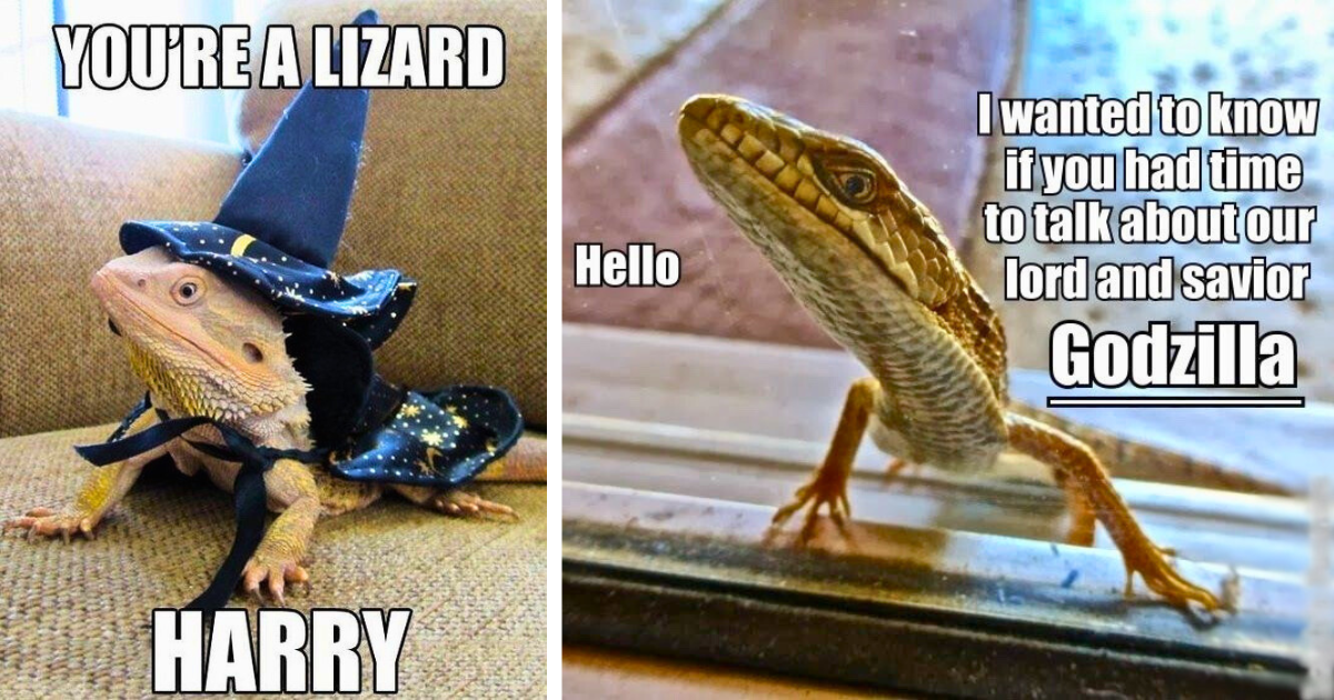 Animal Comedy - lizards - Animal Comedy - Animal Comedy, funny animals ...