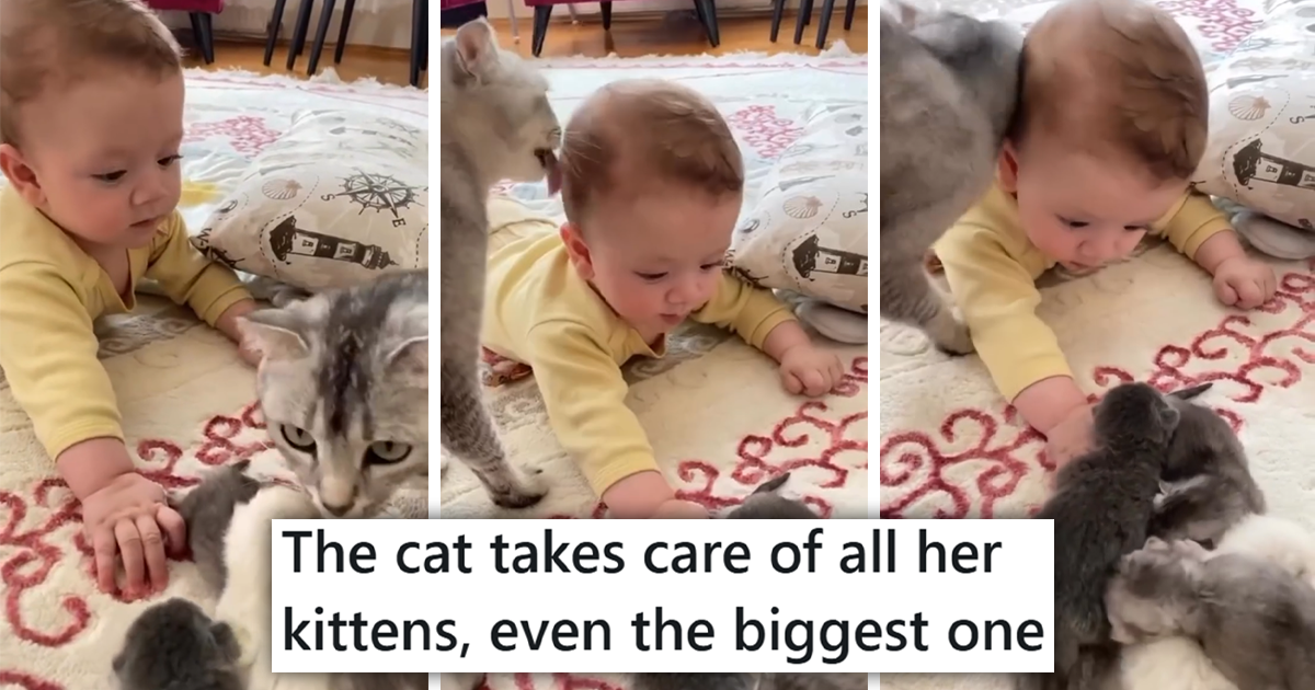 Momma Cat Treats Baby Human as if It Is Her Own, Taking Care of Her ...