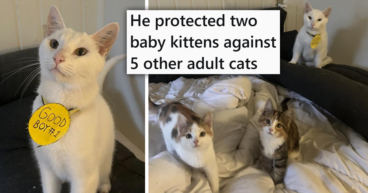 'He adopted the kittens as his own': Male Cat Protects 2 Tiny Kittens ...