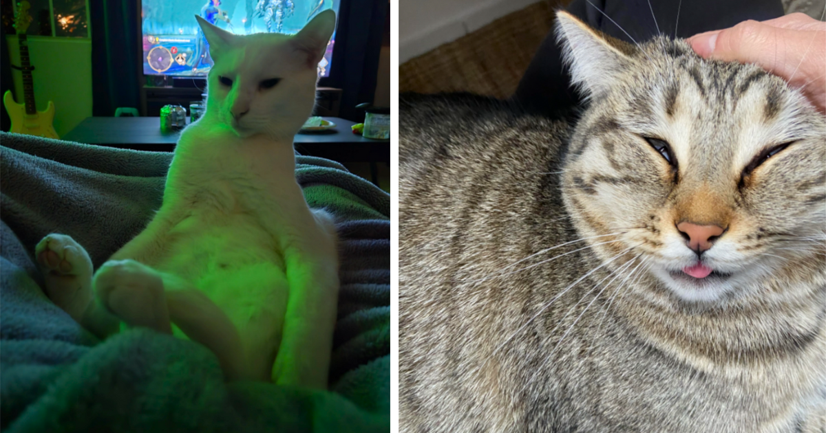 23 Funny Felines Zooted on a Purrfectly Potent Catnip Concoction of ...