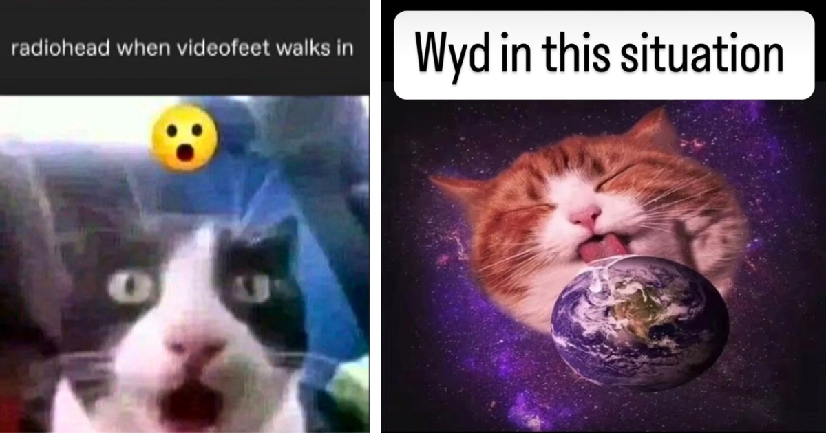 23 Silly Cat Memes Disorienting and Discombobulating You With Long ...