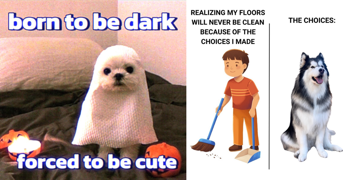 22 Doofus Dog Memes Woofing on This Wednesday Until it Becomes Borking ...