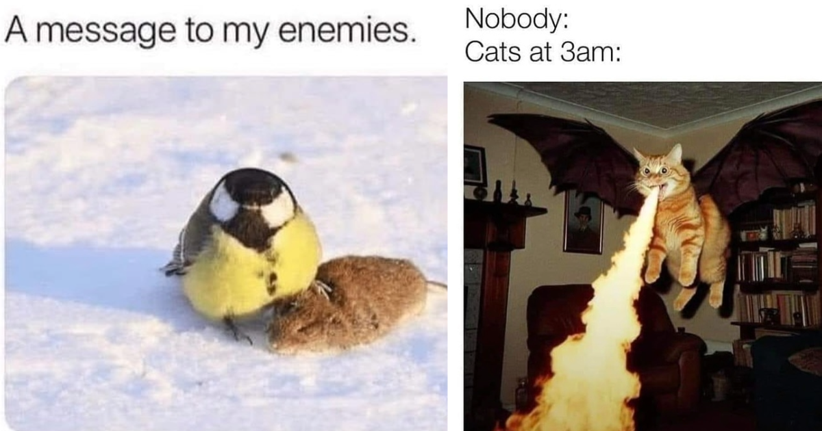 Wait, What Happened?: 25 Gossip-Filled Animal Posts to Share with Your ...