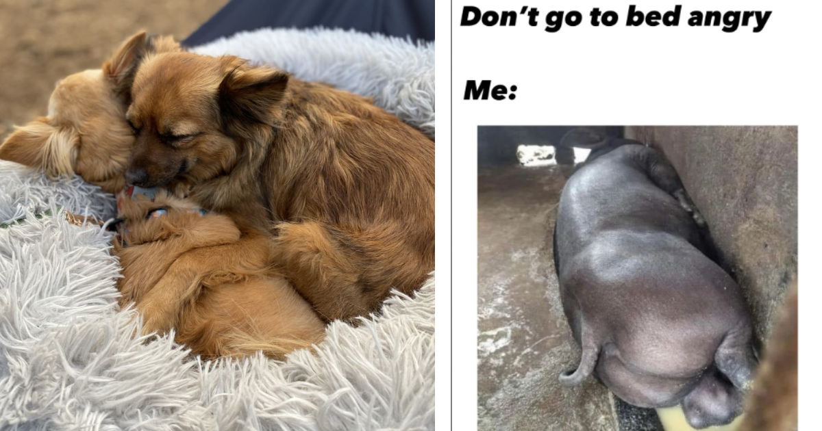 25 Seriously Sweet (and Sour) Sleeping Animal Snapshots for a Sound ...