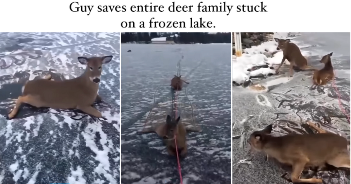 Animal Comedy - deer - Animal Comedy - Animal Comedy, funny animals ...