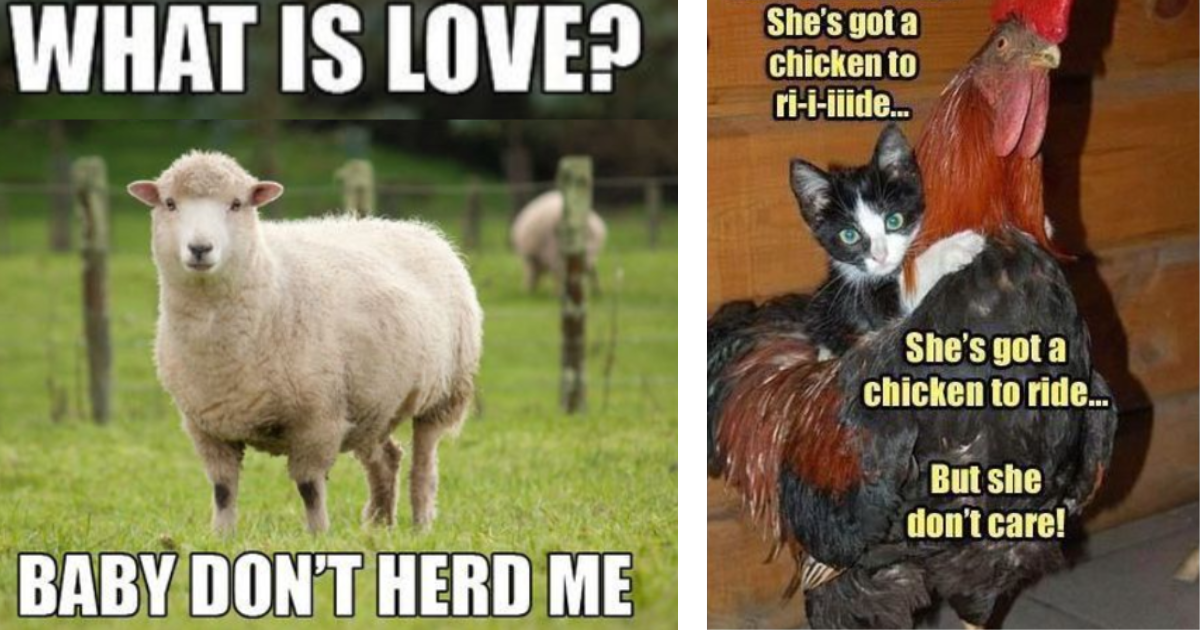 Pawsitively Purrfect Pile of Pet Posts Passing You a Giggly Groove to ...