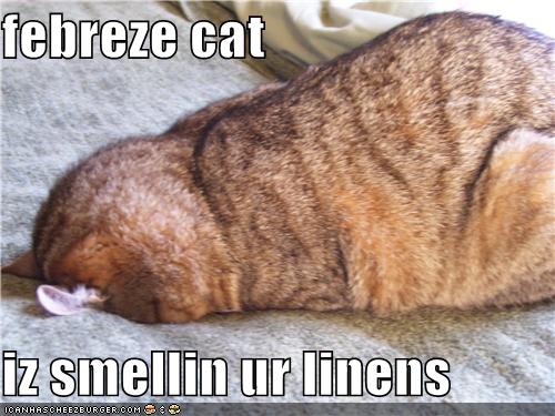 febreze cat - I Can Has Cheezburger?