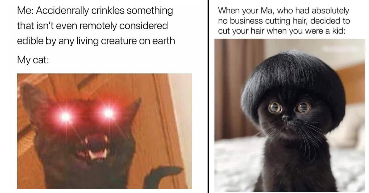 Funniest Cat Memes for Feline Fanatics (November 20, 2024) - Memebase ...