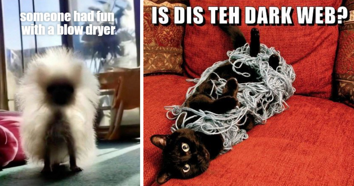 20 Freshest Feline Funnies From the I Can Has Cheezburger Family for ...