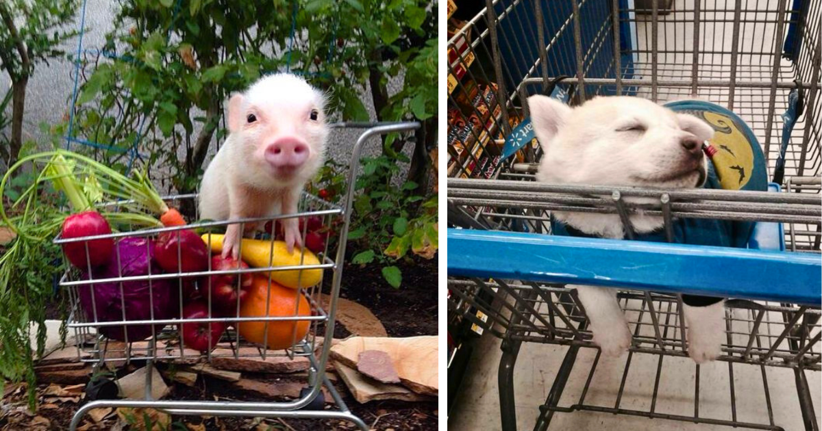 20 Adorable Animals Shopping 'Til They Drop for a Black Friday Bundle ...