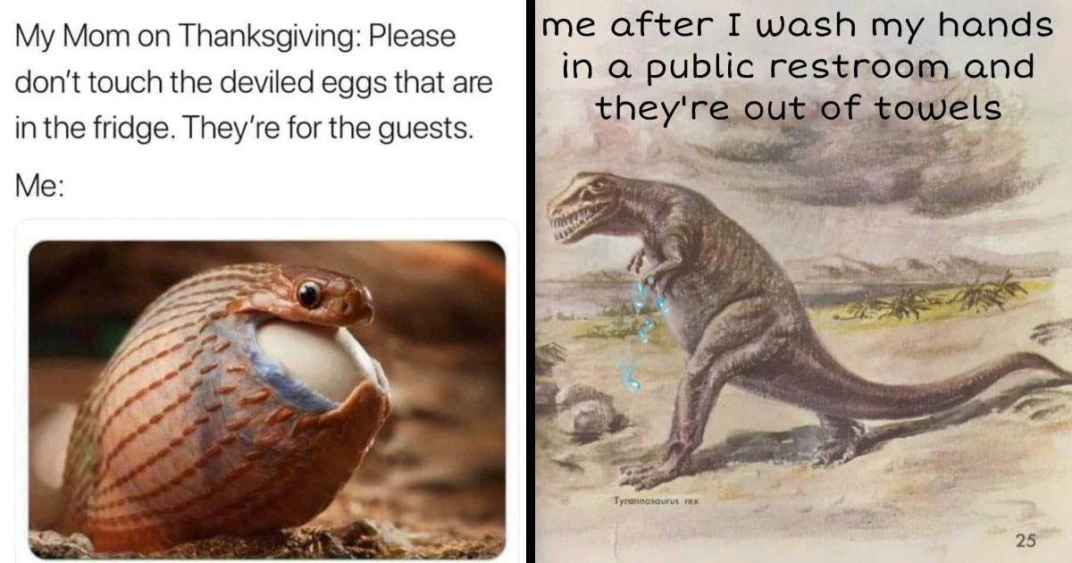 The Funniest Animal Memes of the Week (November 23, 2024) - Memebase ...