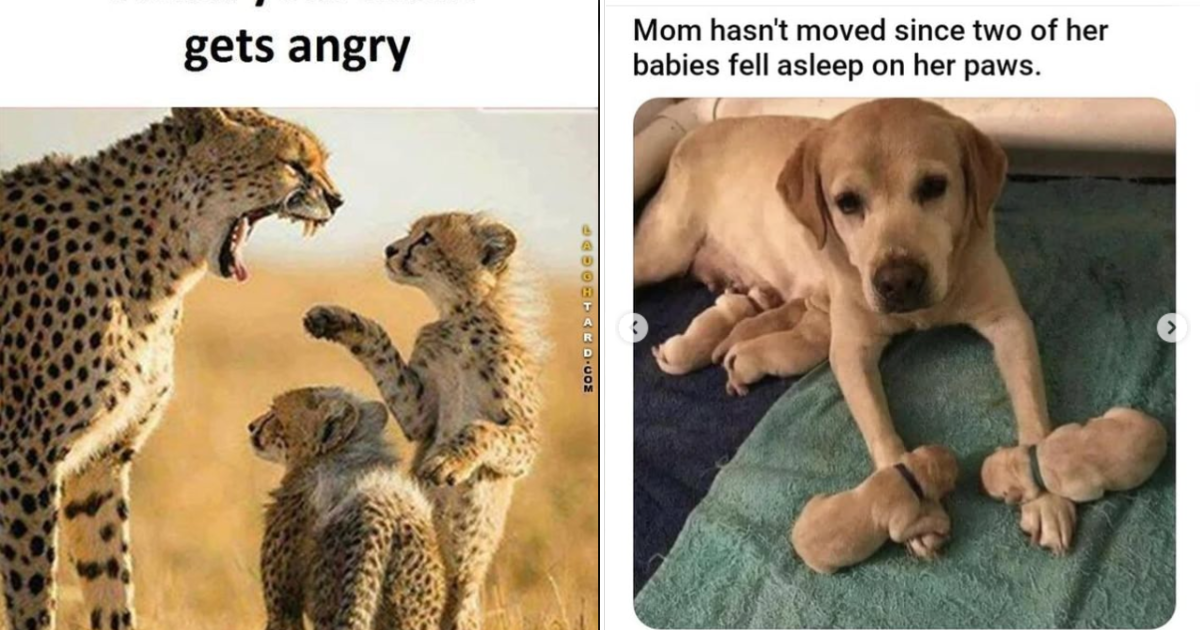 29 Funny Animal Memes Featuring Many Familiar Moments of Family Matters ...