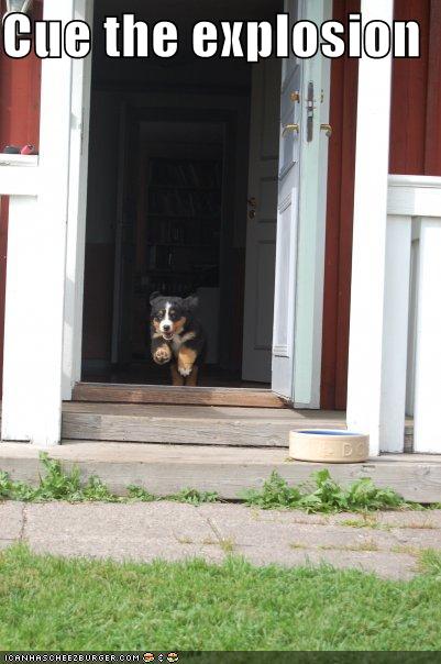 I Has A Hotdog - explosion - Funny Dog Pictures | Dog Memes | Puppy ...