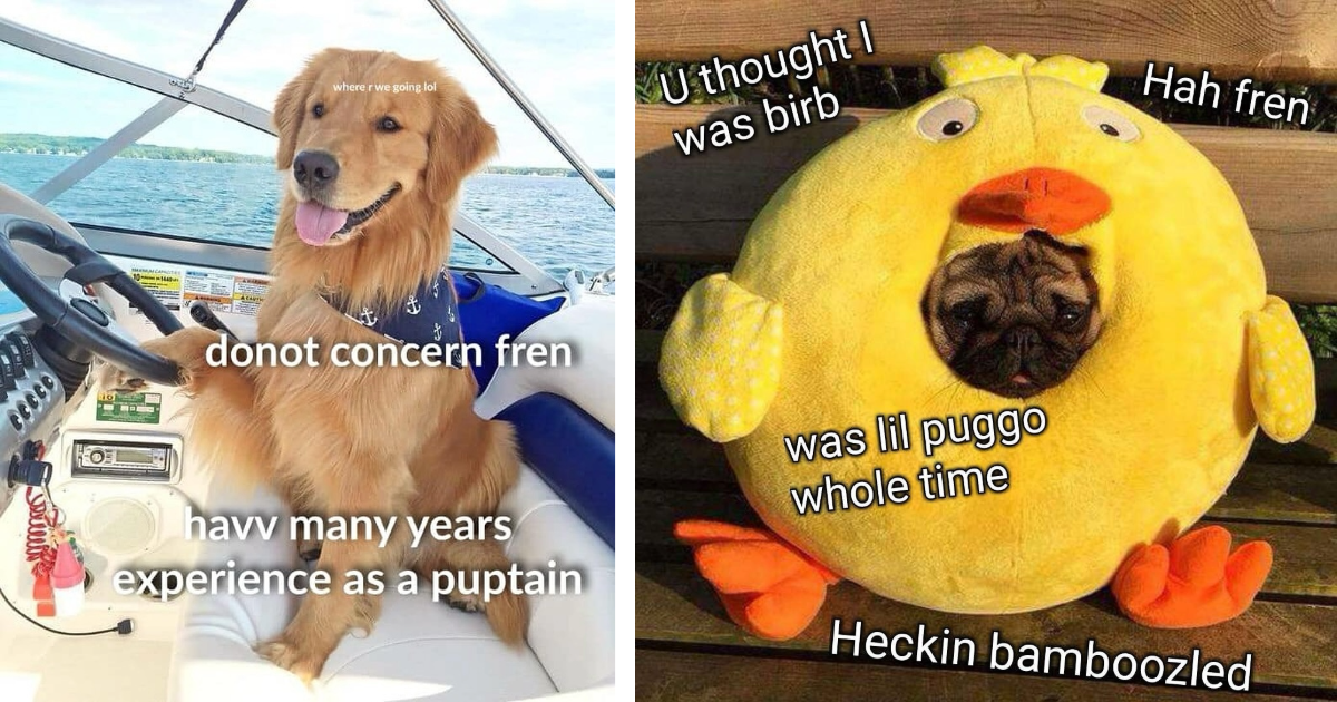 Sunny Side Up: 26 Dazzlingly Delightful Dog Memes to Make Up for the ...