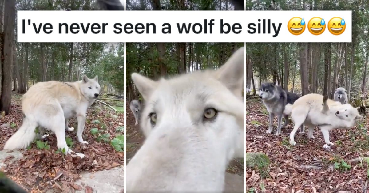Moon-Moon Returns: Wild Wolf Caught on Camera Being Ridiculously Derpy, Howlarity Ensues When ...