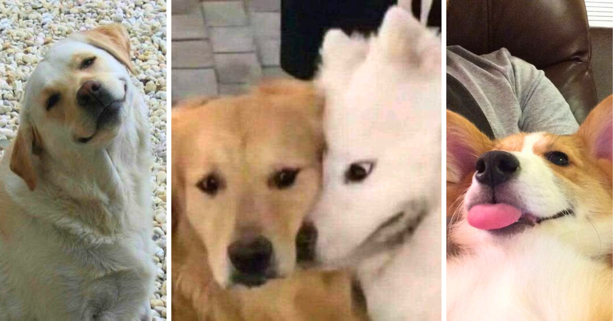 22 Doggos Fetching 22 Foolish Pictures That Capture How Seriously Silly ...