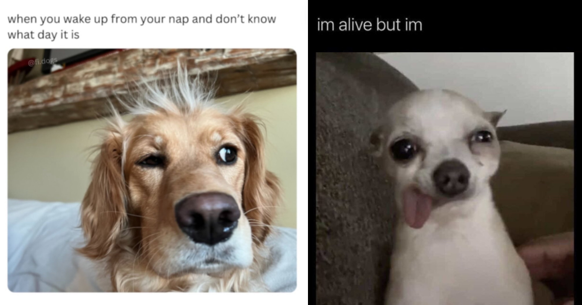 23 Dog Memes For When You Wake Up From a Nap to Remind You it's Doggo O ...