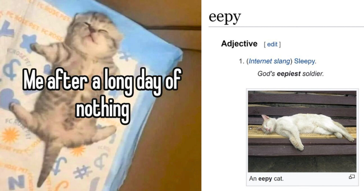 23 Eepy Cat Memes Meowing a Soft Lullaby to Lull You to Sleep on This ...