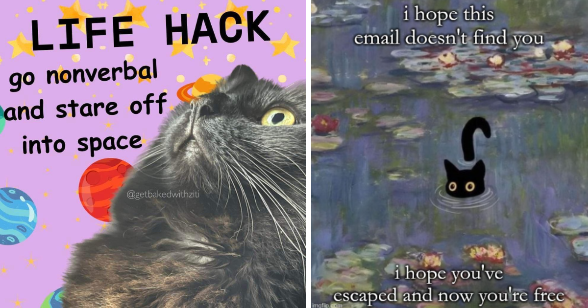 28 Immaculate Indoor Cat Memes for Approving Introverts Avoiding Winter ...