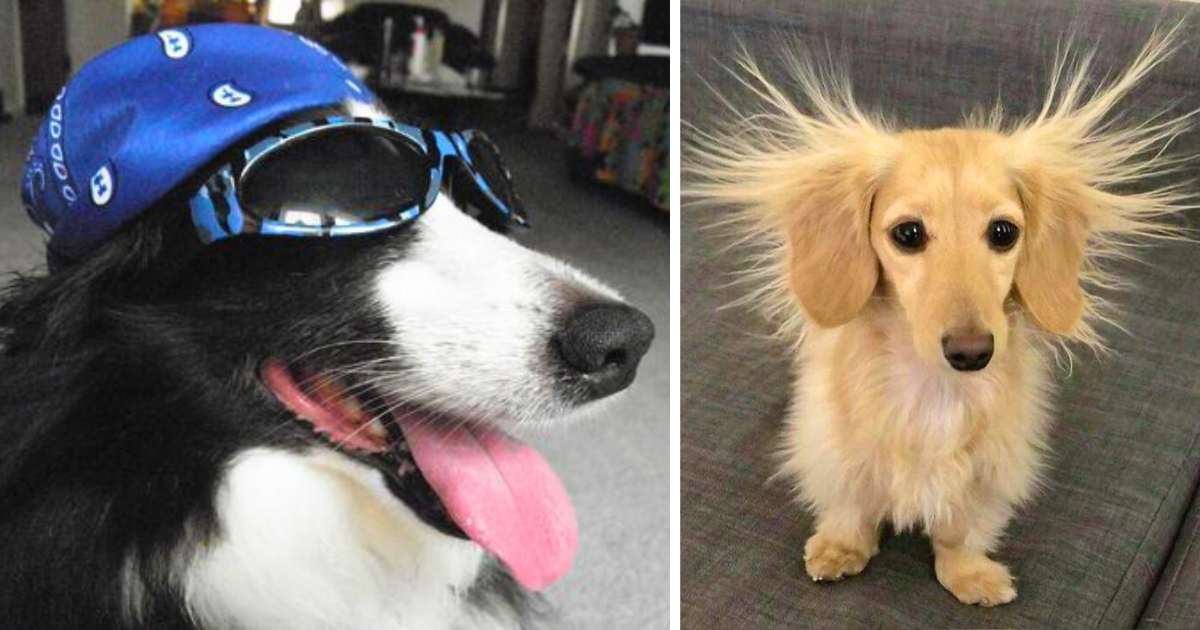 23 Howlarious Doggos Doing Hilarious Dog Things That Fetch a Smile to ...
