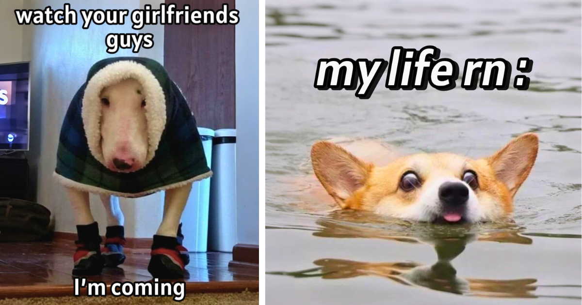 22 Dog Memes That Are Too Relatable They Look Like They're Real Hooman ...