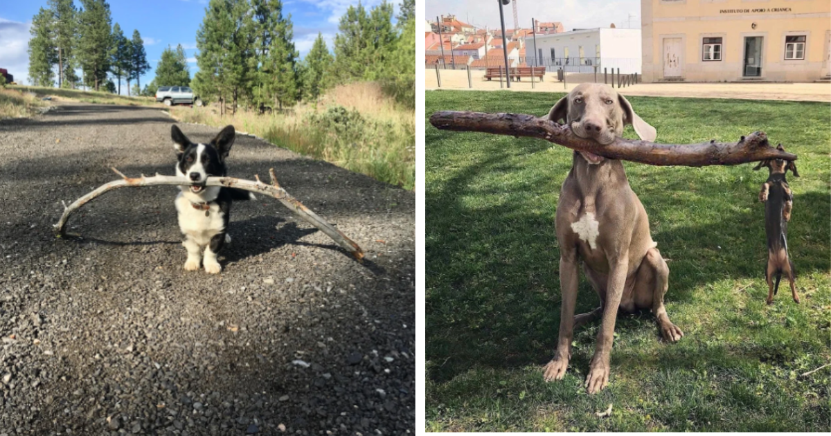 Hims Got a Big Stick: 22 Funniest Doggos Carrying Comically Large ...
