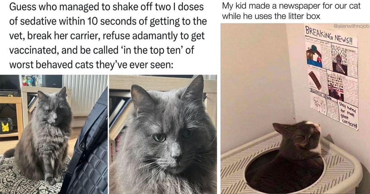 24 Silly Cat Memes to Make Your Caturday Purrfectly Happy - I Can Has ...