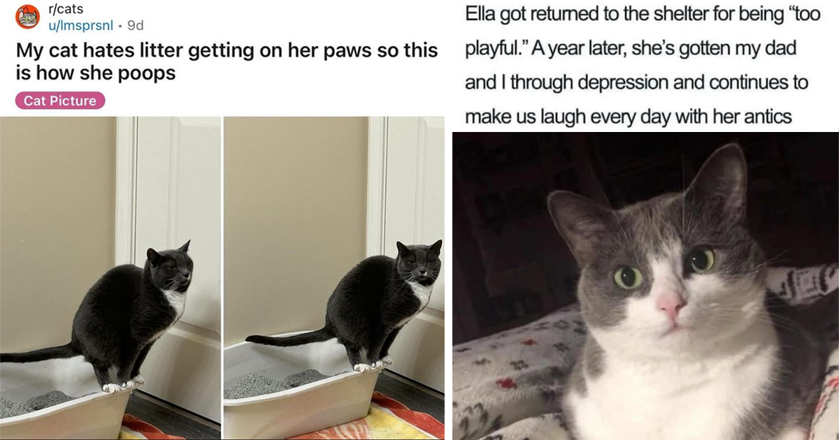 20 Purrfectly Pawsitive Cat Memes to Brighten Your Workday Wednesday ...