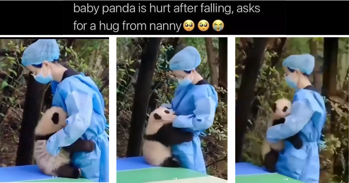 A Baby Panda Got Hurt After Falling and All He Wanted Was a Hug From ...