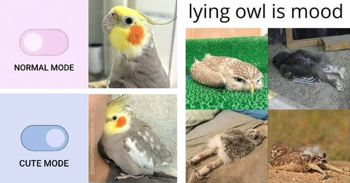 24 Borb Memes Brazing Sass and Cuteness For a Feathery Funny Time Full ...