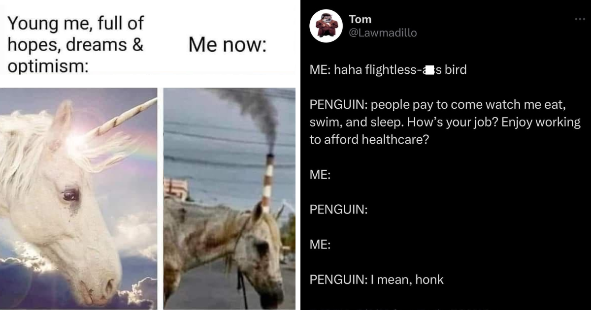 26 Perfectly Hilarious Animal Memes to End This Frosty November With a ...