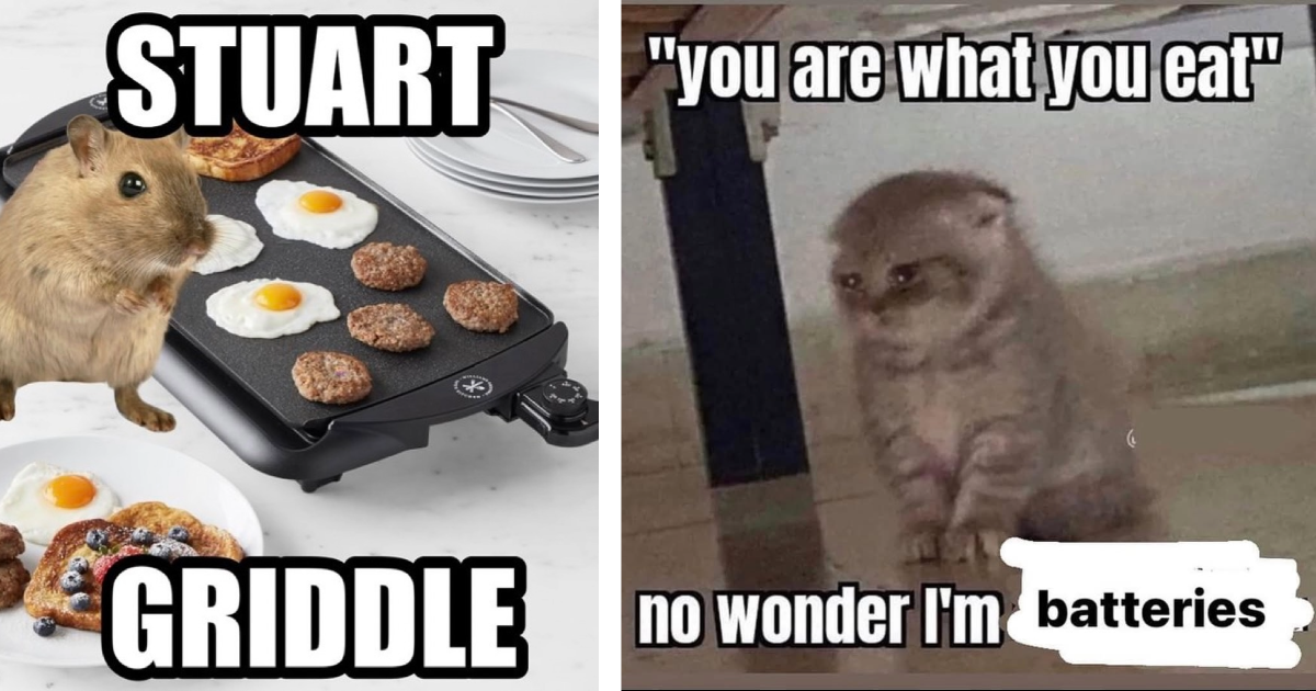 20 Mind-Bending Animal Memes to Help You Snap Out of the Holiday Spirit ...