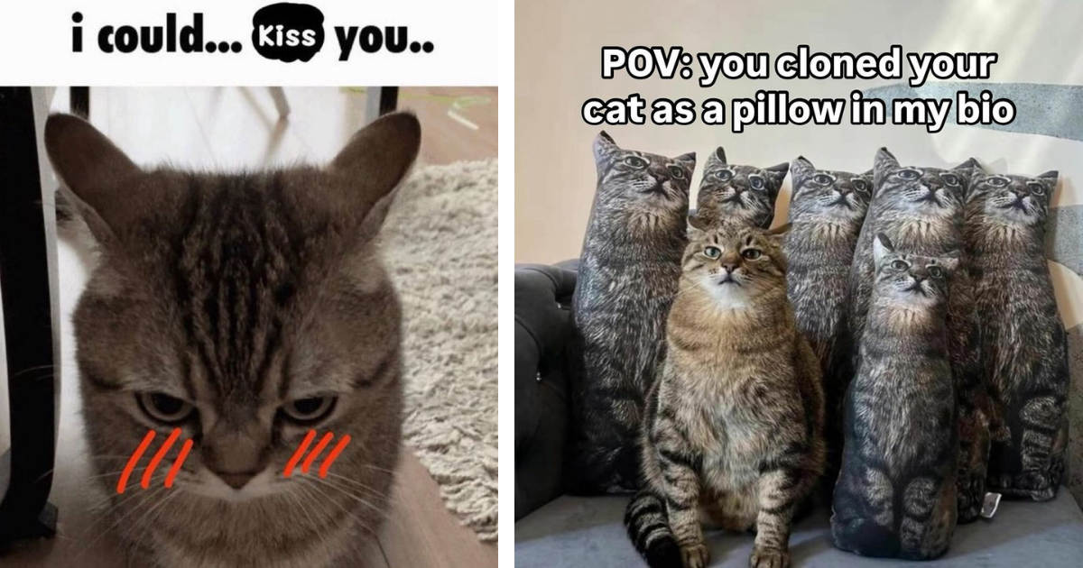 22 Meowing Memes Mastering Hissterical Hooman Humor and Cackling Cat ...