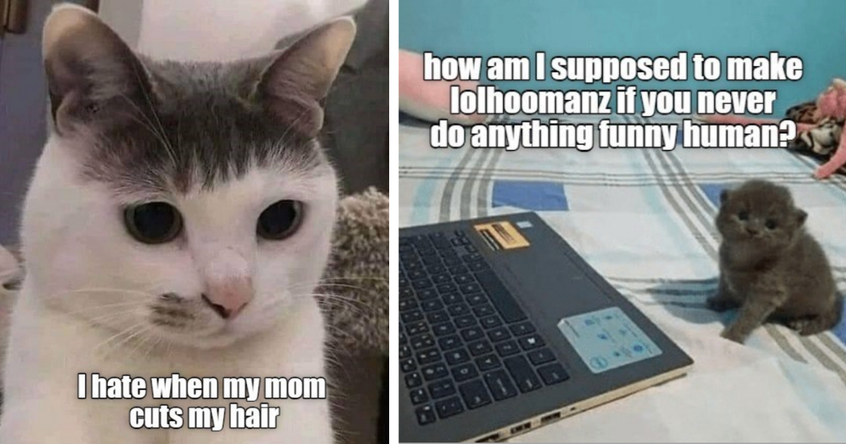 20 Freshest Feline Funnies From the I Can Has Cheezburger Family for ...