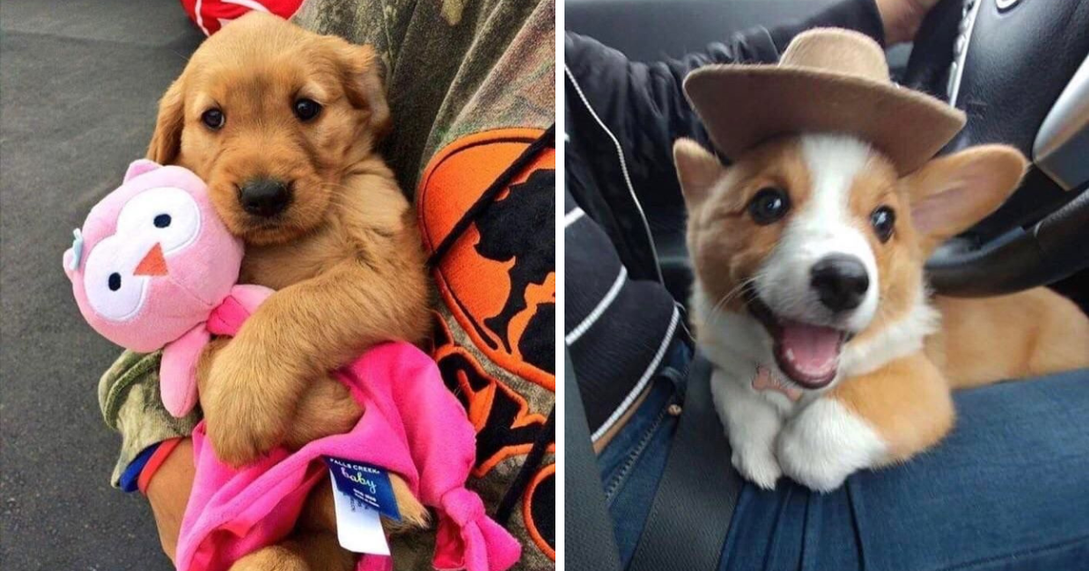 26 Pawsitive Puppy Pictures for Pawrents Who Wish to Stay in Perfect ...