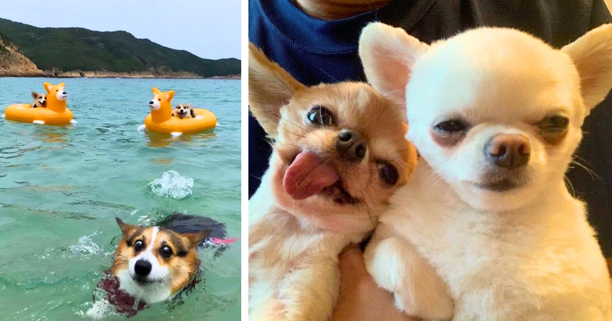 25 Pawdorable Puppers Being Howlarious Hounds and Delightful Dogs ...