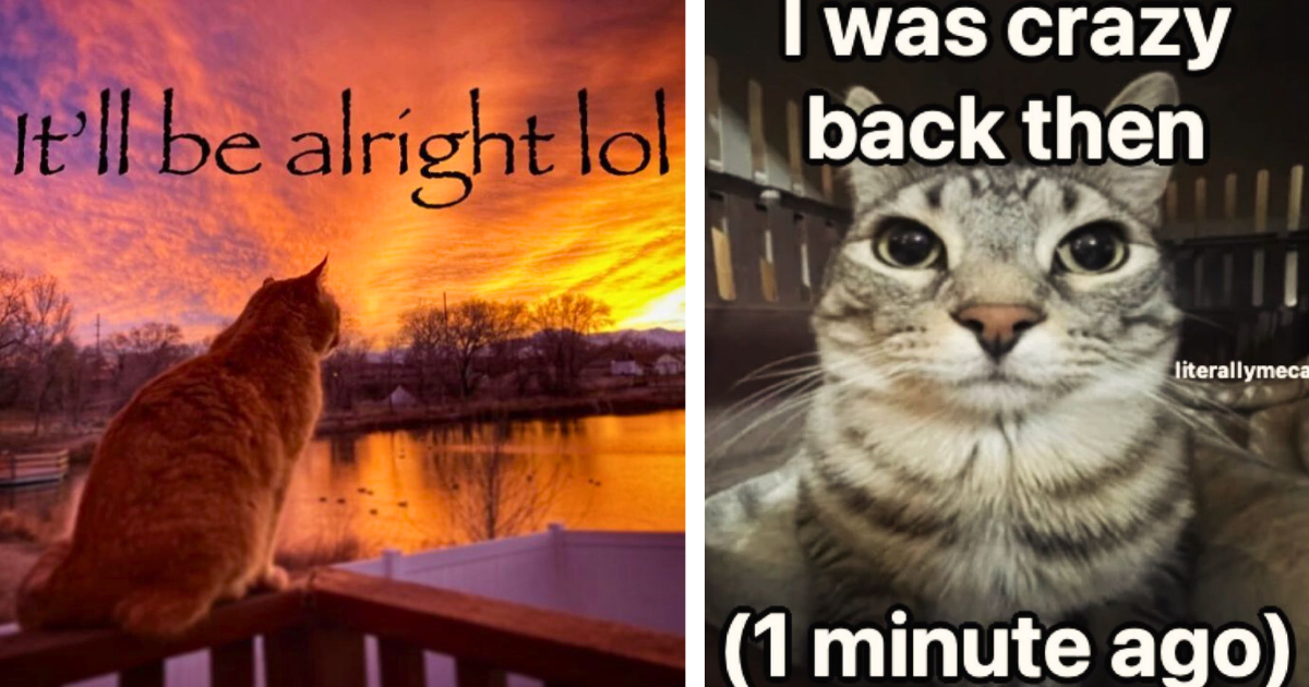 Caturday Craze of 23 Coo-Coo Cat Memes Making Your Weekend so Weird it ...